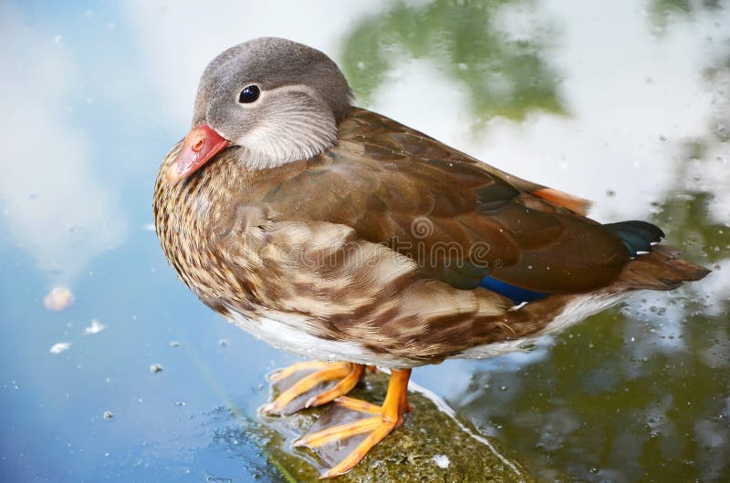 Little duck stock image. Image of nature, pond, tranquil - 20666273