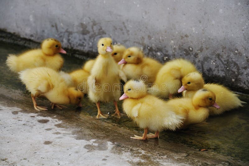 Little duck stock image. Image of duck, yellow, lovely - 23929129