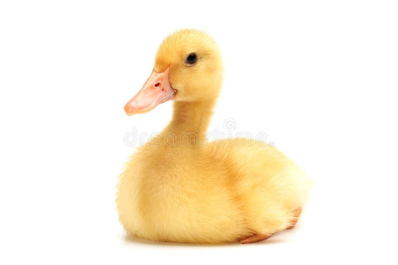 Little duck stock photo. Image of hatched, rural, closeup - 26491974