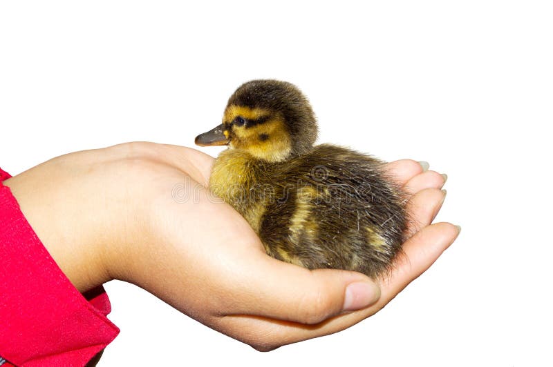Little duck stock photo. Image of animals, cute, ducks - 28658580
