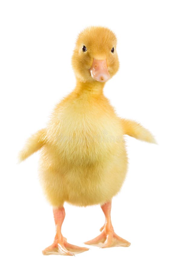 The little duck stock image. Image of foot, little, young - 53119183