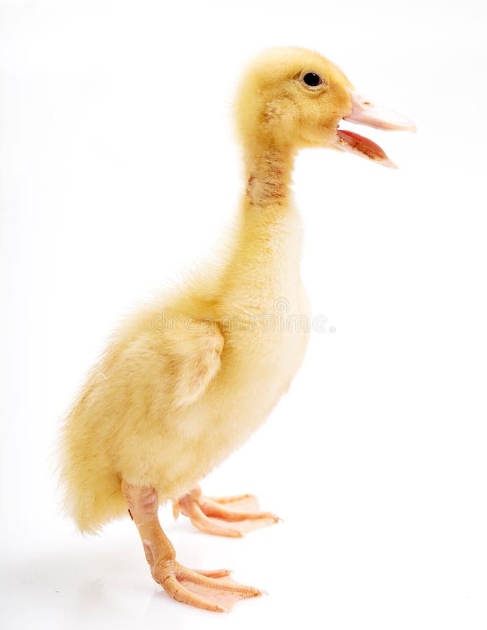 Little duck with open beak stock image. Image of closeup - 125387573