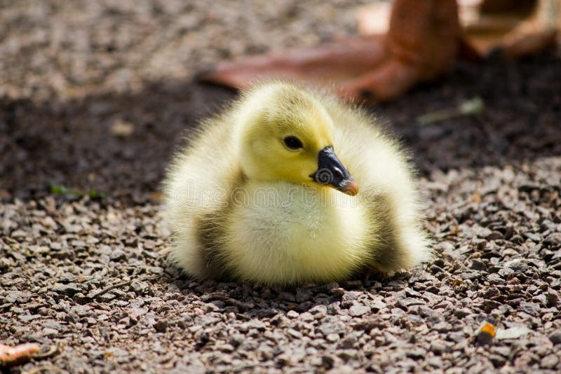Little duck resting stock photo. Image of fresh, beak - 24905272