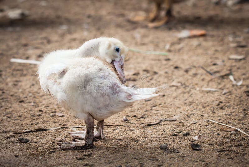 Little duck stock image. Image of young, bird, industrial - 61906827