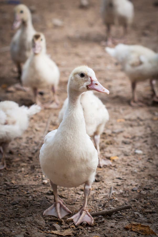 Little duck stock photo. Image of water, standing, bird - 61906854