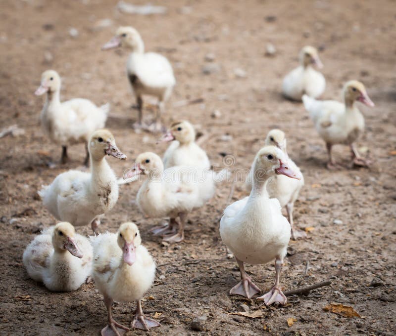 Little duck stock image. Image of rustic, white, young - 62373193