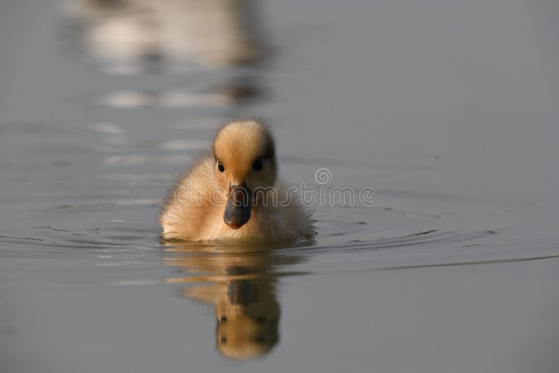 Little Duck Exploring the World Stock Photo - Image of earth, duck ...