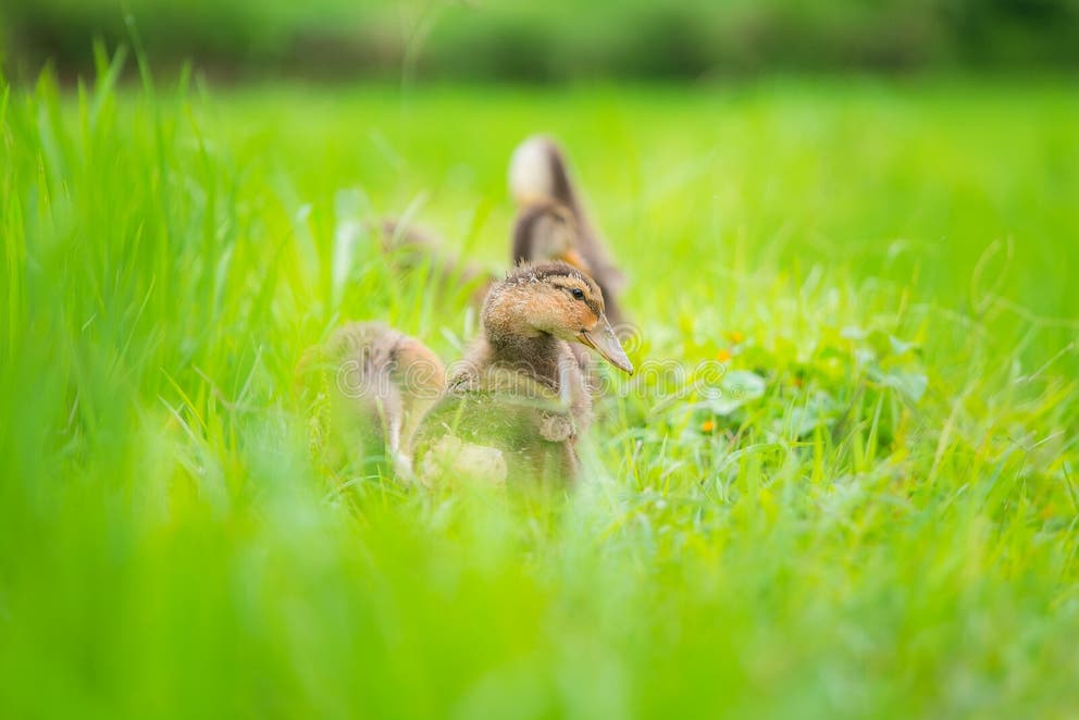 Little duck stock image. Image of life, adorable, yellow - 62328113