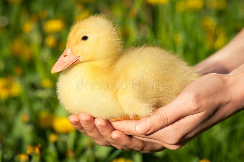 Little duckling stock image. Image of duckling, environment - 21828597