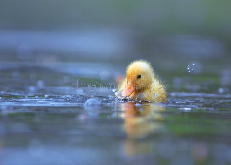 Little duckling stock photo. Image of yellow, dark, small - 2249258
