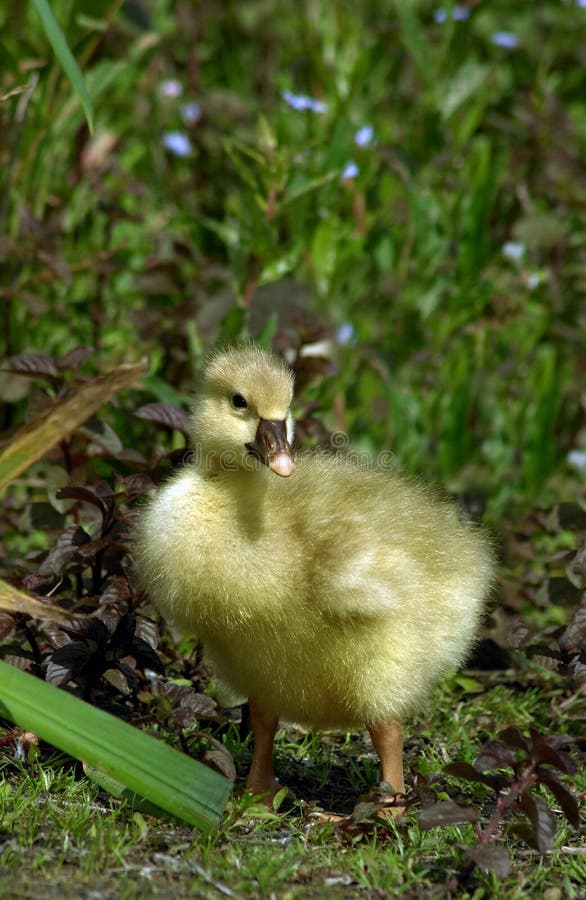 Little Duckling Picture. Image: 959857
