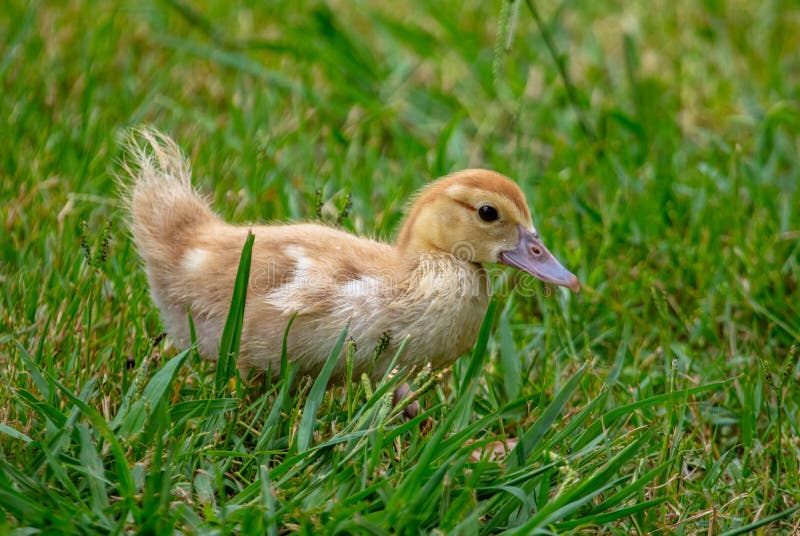 Little Duckling on Green Grass in Summer. Stock Image - Image of little ...