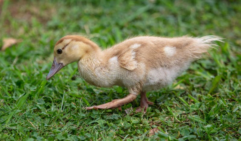 Little Duckling on Green Grass in Summer. Stock Photo - Image of animal ...