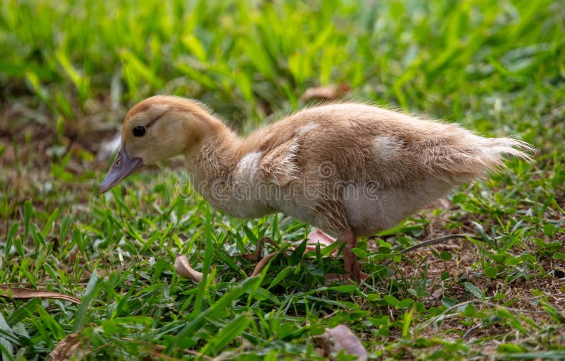 Little Duckling on Green Grass in Summer. Stock Image - Image of duck ...