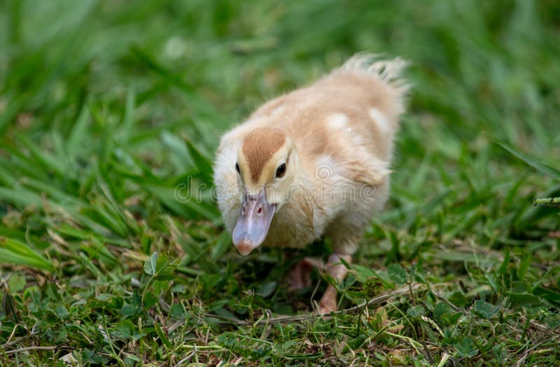 Little Duckling on Green Grass in Summer. Stock Image - Image of little ...