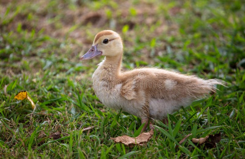 Little Duckling on Green Grass in Summer. Stock Photo - Image of ...