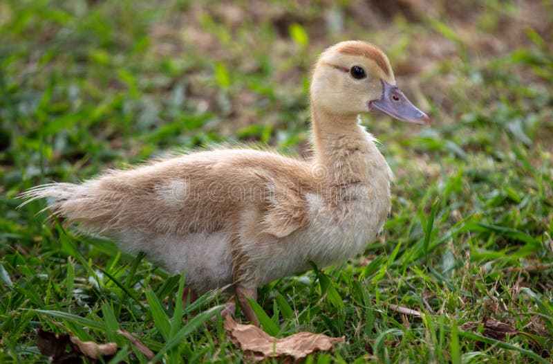 Little Duckling on Green Grass in Summer. Stock Photo - Image of young ...