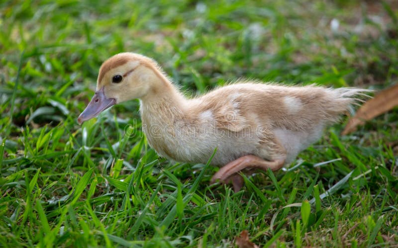 Little Duckling on Green Grass in Summer. Stock Image - Image of wild ...