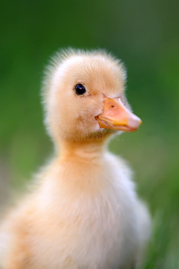Little Duckling on Green Grass Stock Photo - Image of fluffy, little ...