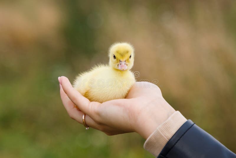 Little Duckling in the Human Hand Stock Image - Image of breeding ...