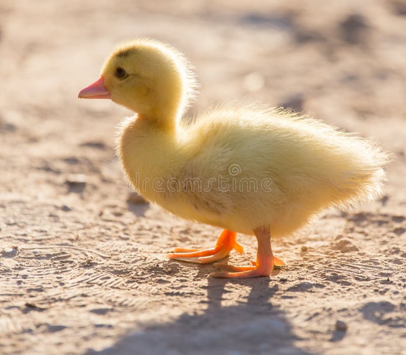 Little Duckling in Nature . Stock Image - Image of cluck, breeding ...