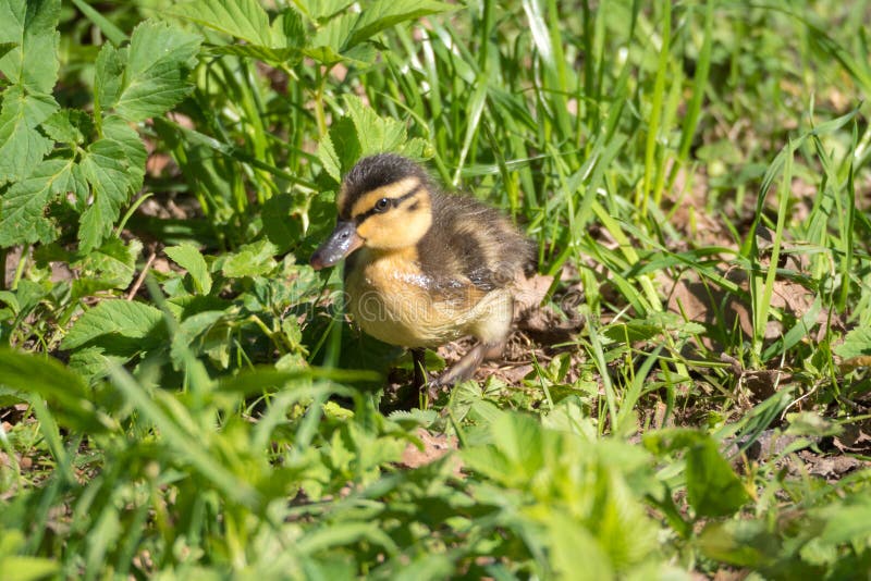 Little duckling in spring stock image. Image of small - 258221575