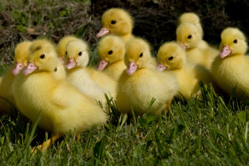 Little ducklings stock photo. Image of duckling, animal - 18976512
