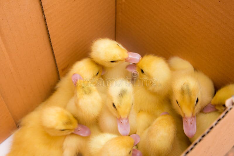 Group Of Cute Little Ducklings In The Box Stock Image - Image of animal ...