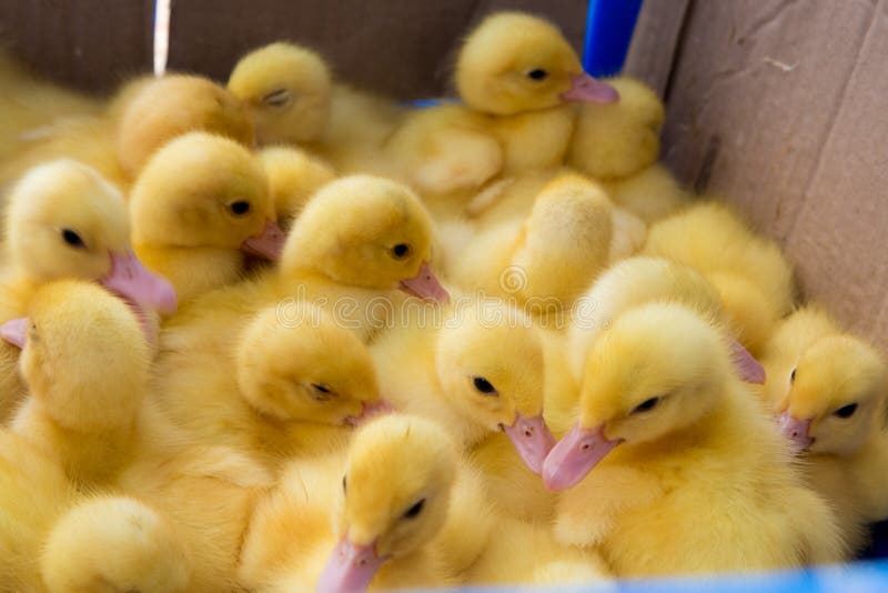 Little ducklings stock photo. Image of little, cardboard - 73564186
