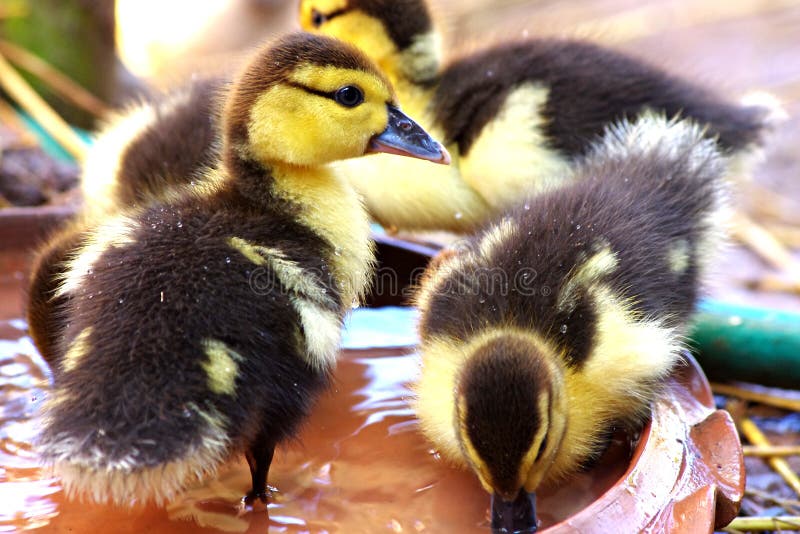 Little ducklings stock image. Image of brown, lying, feather - 36081401