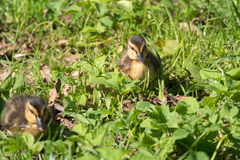 Little ducklings in spring stock photo. Image of grass - 258221568