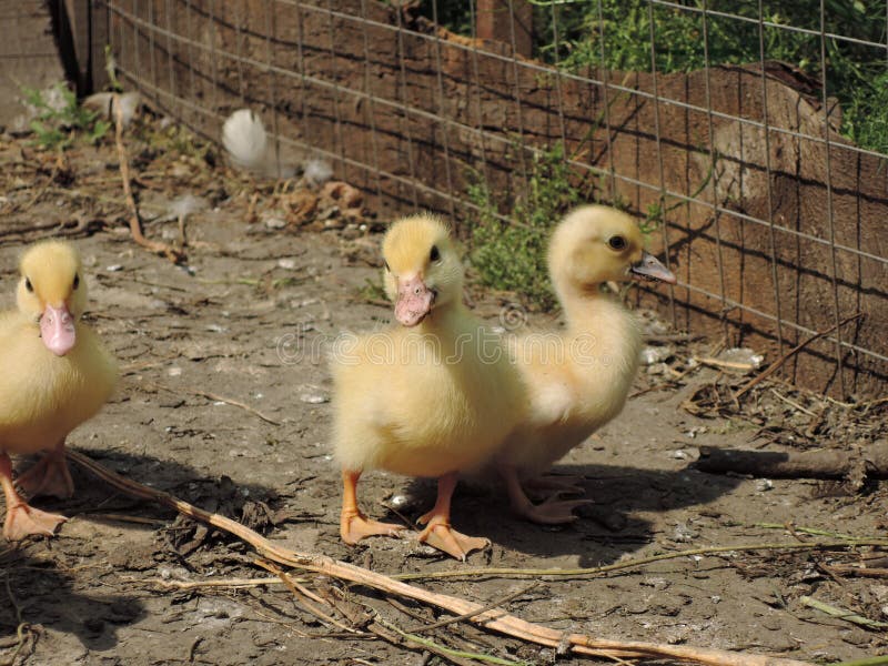 Little ducklings walking stock photo. Image of ducklings - 121768784