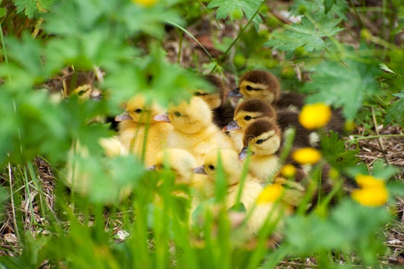 Little ducks stock image. Image of little, cute, hiding - 10563469