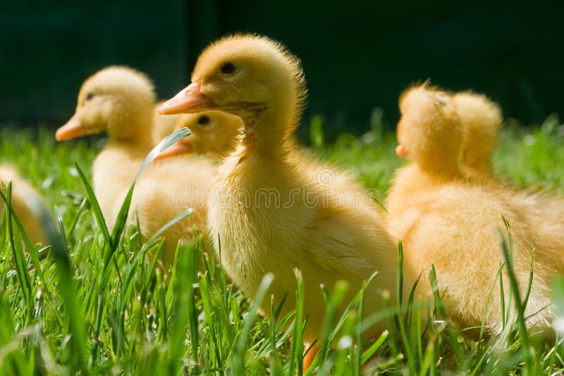 Little ducks stock image. Image of geese, happy, green - 12104723