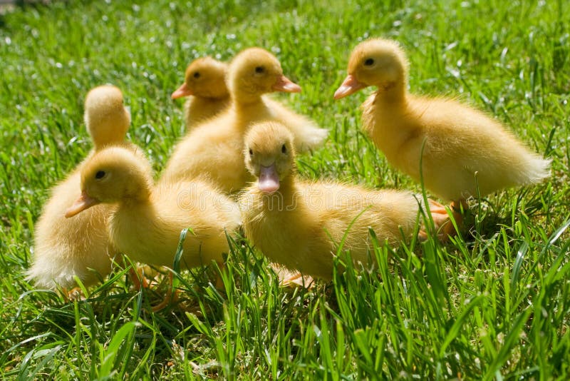 Cute little duckling stock image. Image of fine, green - 7713141