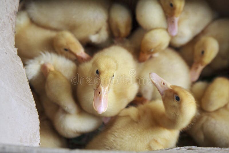 Little Ducks are in a Cardboard Box Stock Photo - Image of duckling ...