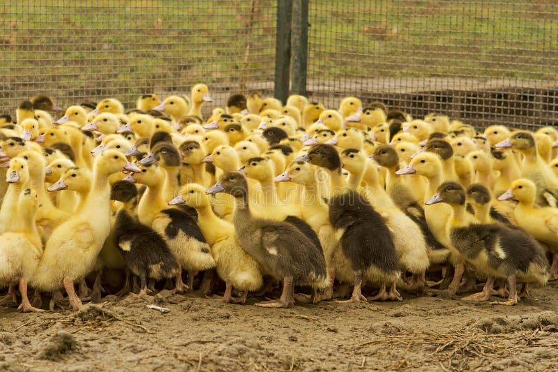 Little ducks in farm stock image. Image of business, yellow - 30770449