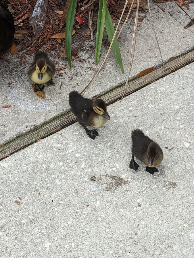 Ducks Marching Stock Photos - Free & Royalty-Free Stock Photos from ...