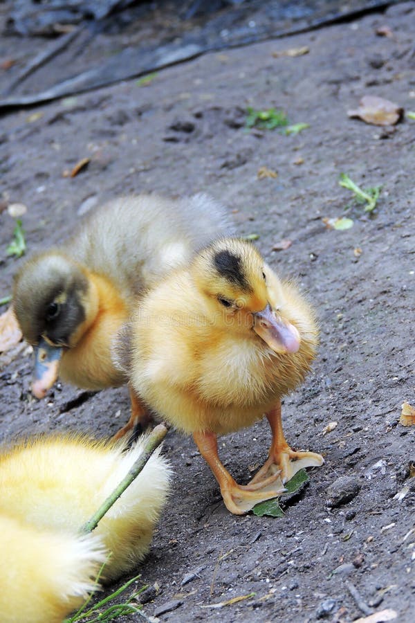 Little ducks stock photo. Image of green, background - 73120678