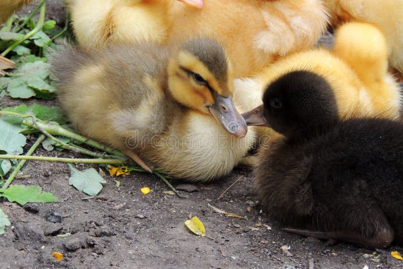 Little ducks stock image. Image of duckling, cute, closeup - 73121103