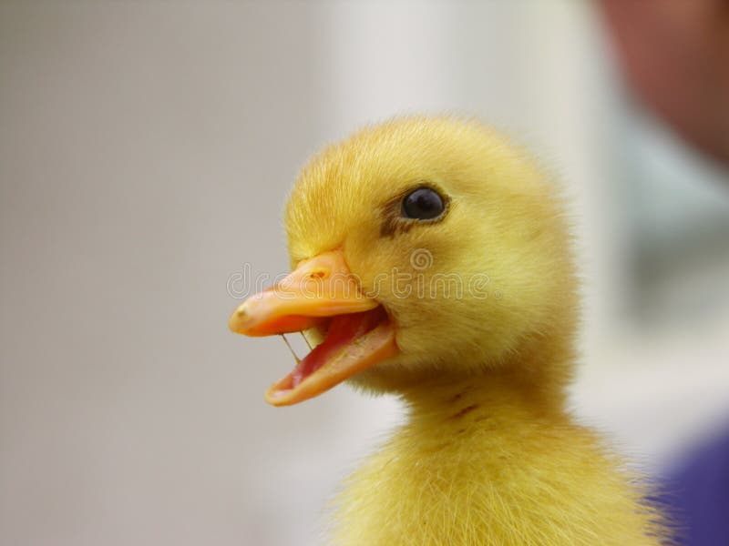 A little ducky stock image. Image of little, bill, animal - 801725
