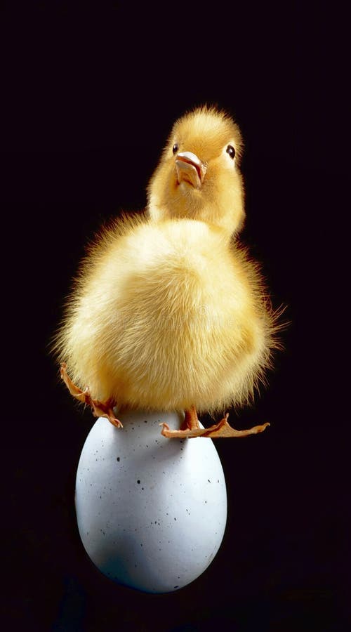 Little Ducky stock photo. Image of adorable, easter, eating - 93991728