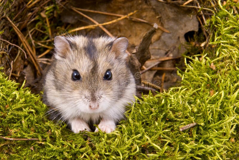 Little dwarf hamster stock photo. Image of fuzzy, nose - 8068188