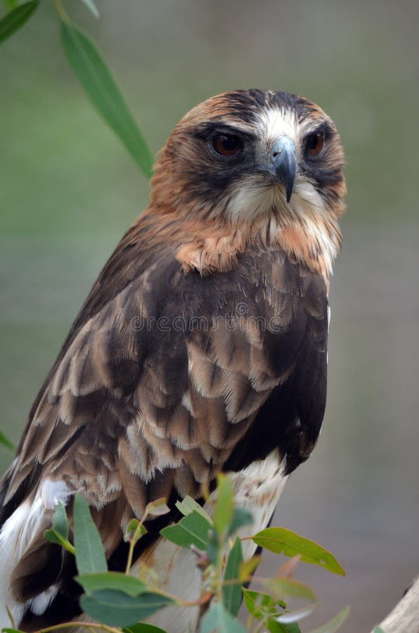 Little eagle stock image. Image of portrait, fluffy, majestic - 6326415