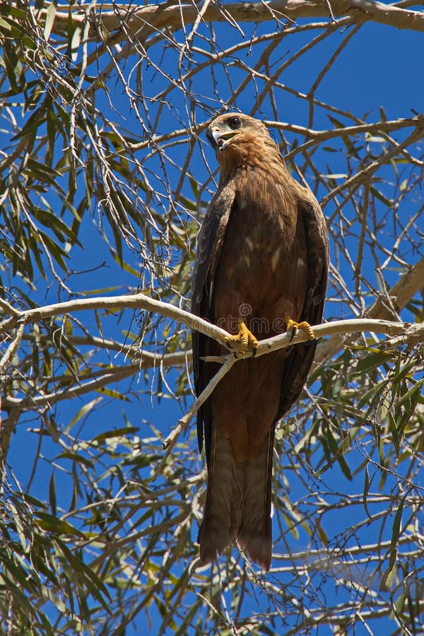 Little Eagle in Western Australia Stock Image - Image of close, prey: 385558993