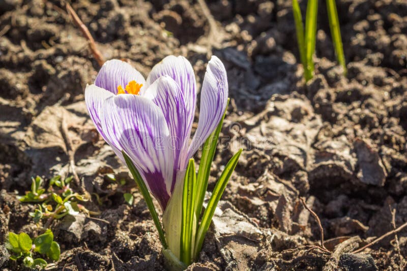 Little Early Crocus Flower. Macro Stock Image - Image of purple, season ...