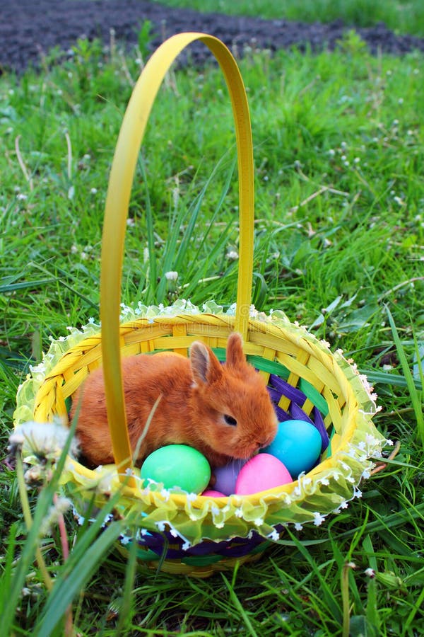 Little Easter Bunny in a Basket with Colorful Eggs on Green Lawn Stock ...