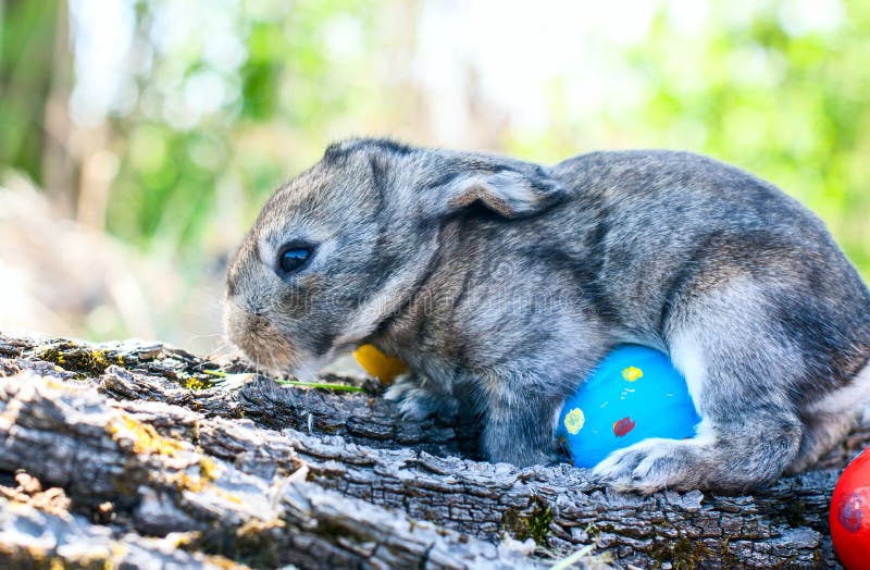 Little Easter Bunny Sitting In The Grass Royalty Free Stock Image ...