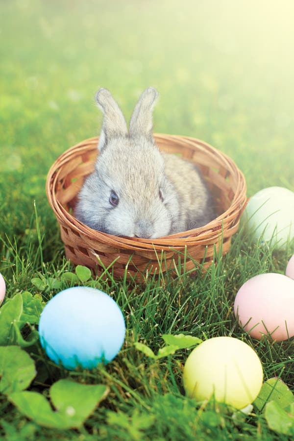 Little Easter Bunny Sitting in a Wicker Basket with Eggs Stock Image ...