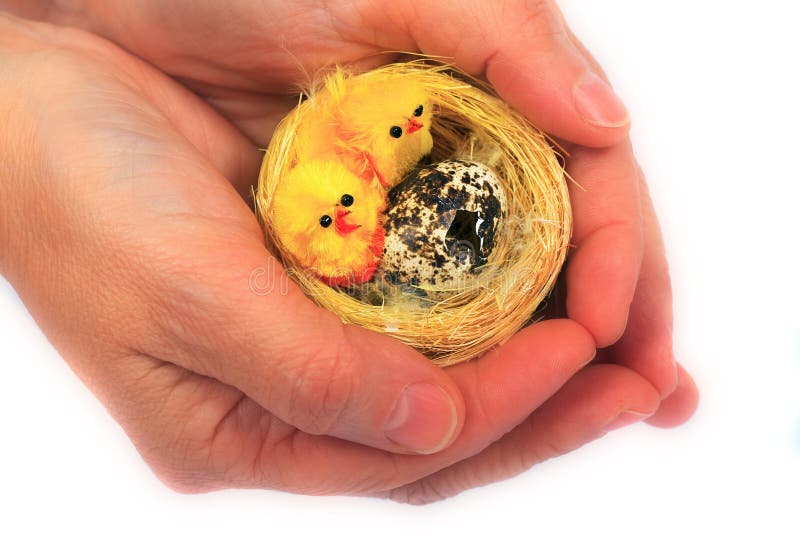 Little Easter chicks stock image. Image of protection - 13383833
